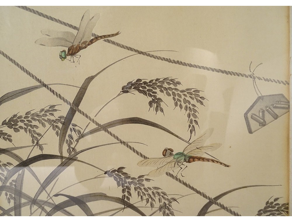 Dragonfly Japan